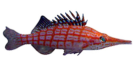 Cardinal & Hawkfish Recommended Food